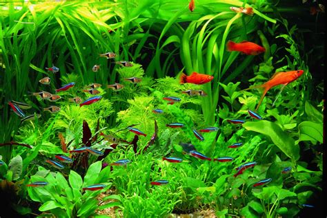 Revolutionize Your Aquarium Experience The Top Low Maintenance