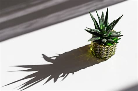 흰색 테이블에 유리 냄비에 상록 즙이 Haworthia 창에서 빛에서 어두운 그림자와 작은 화분에 홈 식물 선인장 최소한의 정물