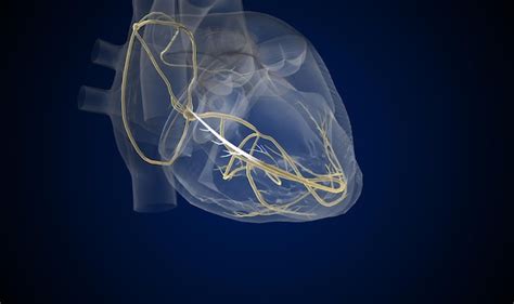 Premium Photo The Cardiac Conduction System Is A Specialized Network