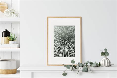Mexican Grass Tree Art Print By Cattie Coyle Photography