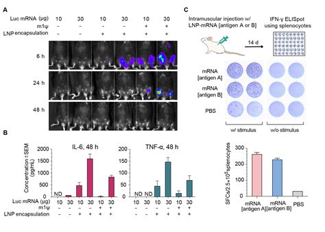 Ivt Mrna制备 云舟生物