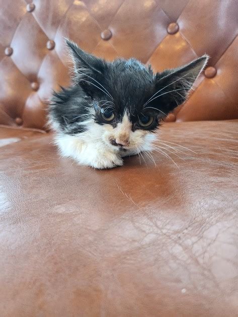 코리안숏헤어 까미 미니먼치킨전문 미니랙돌전문 미니브리티쉬숏헤어전문 미니스코티쉬폴드전문 미니러시안블루전문 미니강아지전문 미니고양이전문 토이비숑프리제분양 토이포메라니안분양 토이