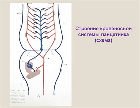 Эволюция типа Хордовые Особенности организации Систематика Филогенез