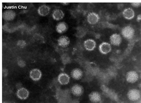 Virucidal Testing