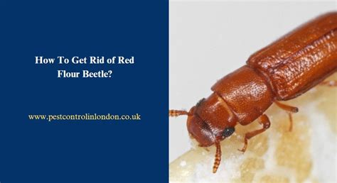 How To Get Rid Of Red Flour Beetle Pest Exterminators