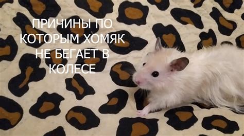 ХОМЯК НЕ БЕГАЕТ В КОЛЕСЕ - YouTube