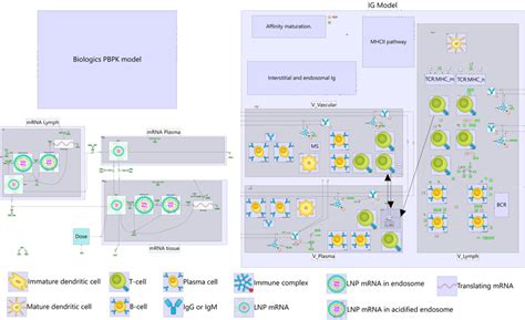 Qsp Model Of Mrna Vaccines The Map Provides Overview Of Biological