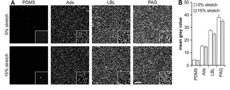 Figure 1 From The Covalent Attachment Of Adhesion Molecules To Silicone