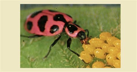 Lady Beetle Cooperative Extension University Of Delaware