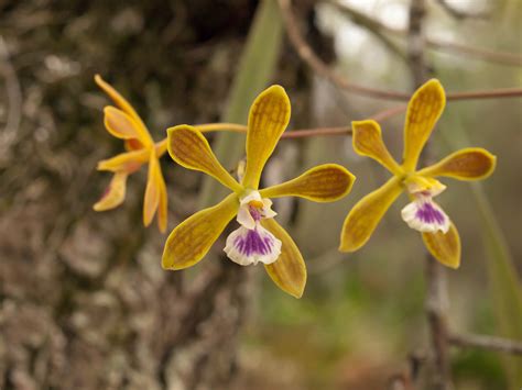 Tampa Butterfly Orchid Encyclia Tampensis Florida Native Epiphytic