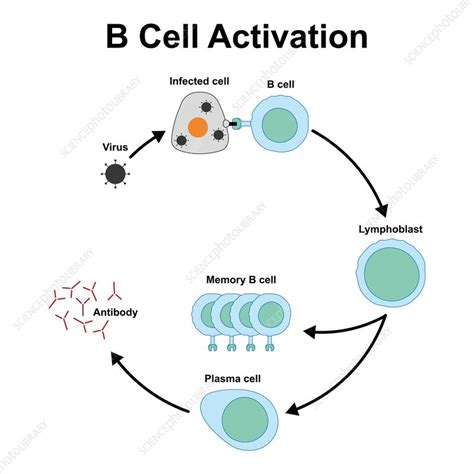 B Cell Activation Illustration Stock Image F0419770 Science