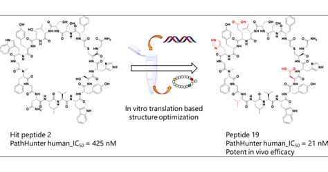 Discovery And Hit To Lead Optimization Of Macrocyclic Peptides As Novel