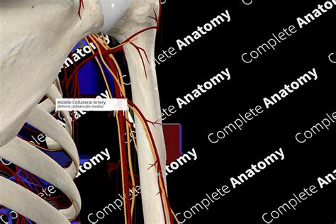 Middle Collateral Artery Complete Anatomy