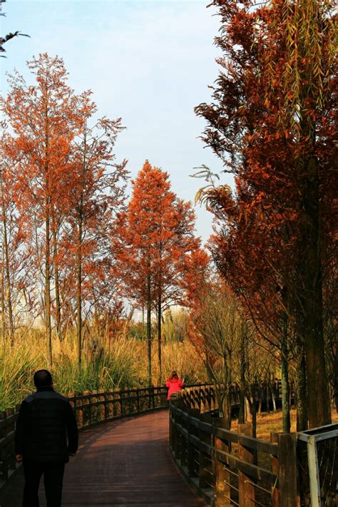 红水杉树 水杉树 水杉树花 第2页 大山谷图库