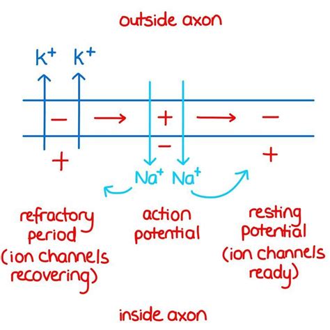 Wave Of Depolarisation A Level Biology Medical School Stuff Biology