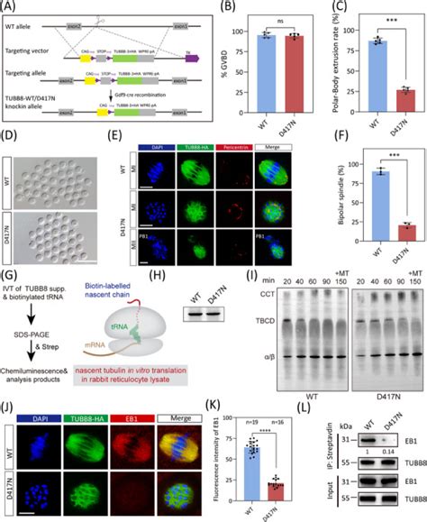 Pathogenic Variants Of Tubb8 Cause Oocyte Spindle Defects By Disrupting With Eb1 Cakp5