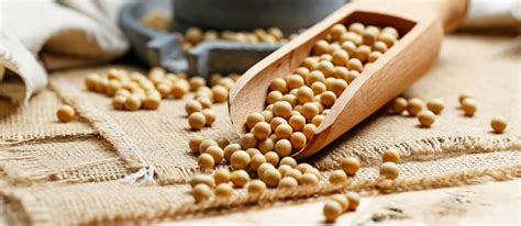 Nattokinase Bacillus Natto Prife