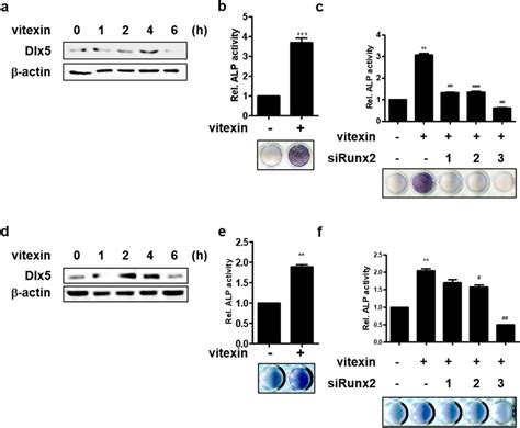 Effect Of Vitexin On Osteogenic Differentiation Of Primary Mouse
