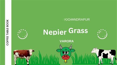 Nepiyar Grass Youtube