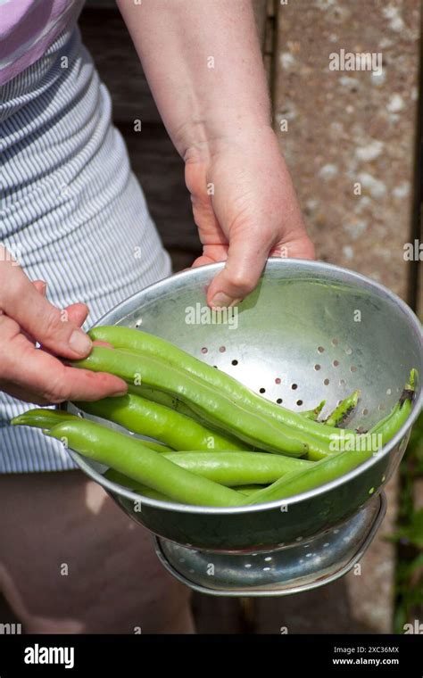 Broad Beans Vicia From Garden Stock Photo Alamy