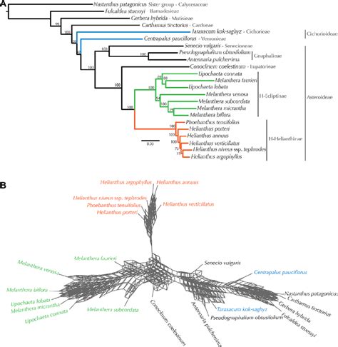 Phylogeny Based On Conserved Loci A Relationships Based On Download Scientific Diagram