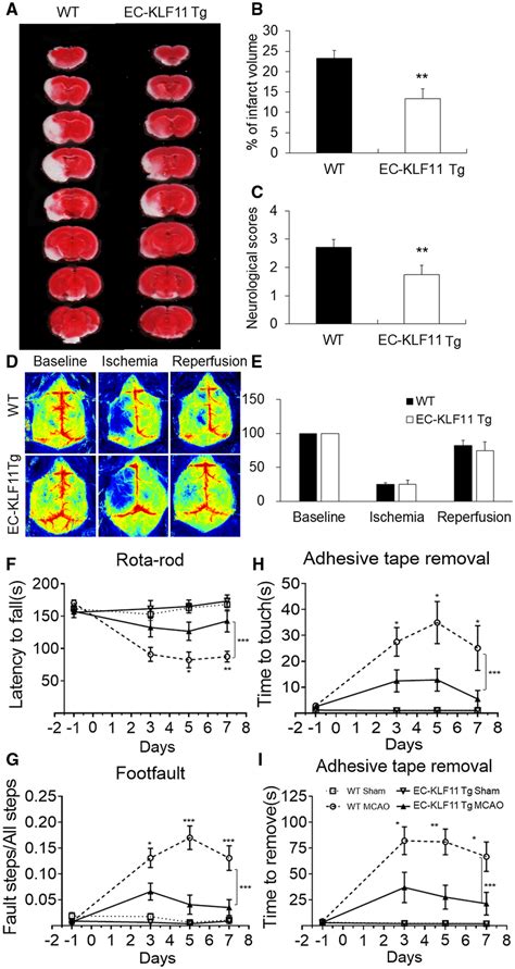 Transgenic Overexpression Of KLF11 In Endothelium Improves Shortterm