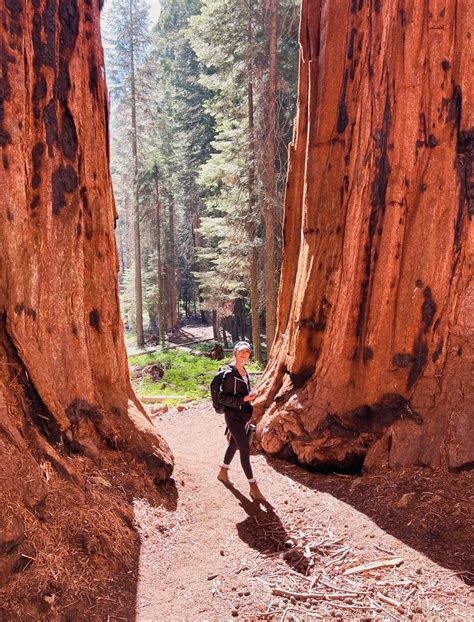 General Sherman Tree Trail Sequoia National Park California Usa R