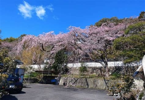 News｜2024 津山さくらまつり