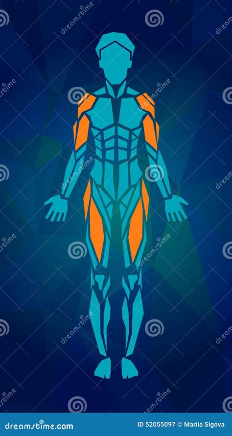 Veelhoekige Anatomie Van Vrouwelijk Spiersysteem Vector Illustratie