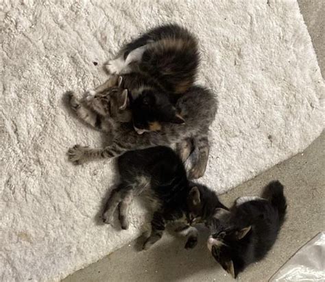 A Gang Of Criminals And Their Ringleader Rillegallysmolcats