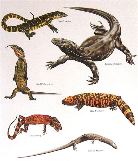 Nile Monitor Gila Monster Komodo Dragon Vintage 1984 Book