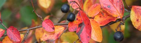 Hedge Cotoneaster Melinda Myers