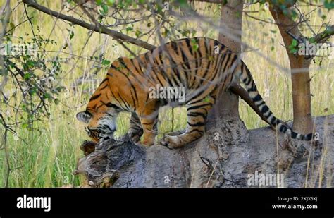Tiger Cub Grassland Stock Videos And Footage Hd And 4k Video Clips Alamy