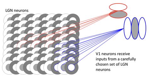33 V1 Receptive Fields Sensation And Perception