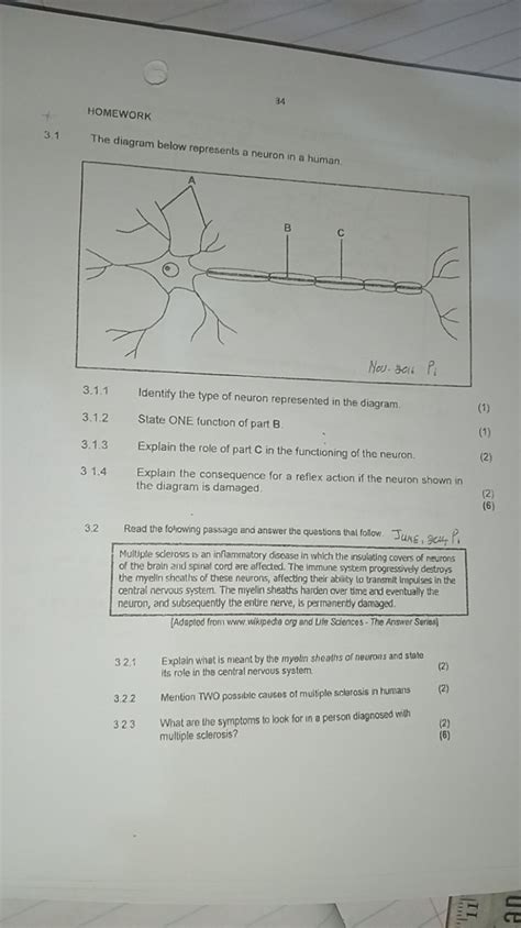 34homework3 1 The Diagram Below Represents A Neuron In A Human 3 1 1