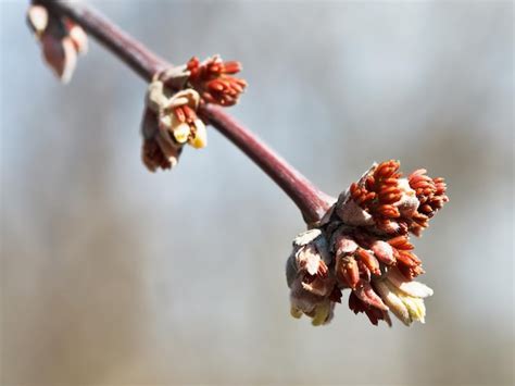 Premium Photo Buds On Apple Tree In Spring Day