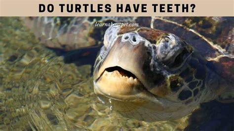 Do Turtles Have Teeth 9 Interesting Turtle Teeth Facts 2025