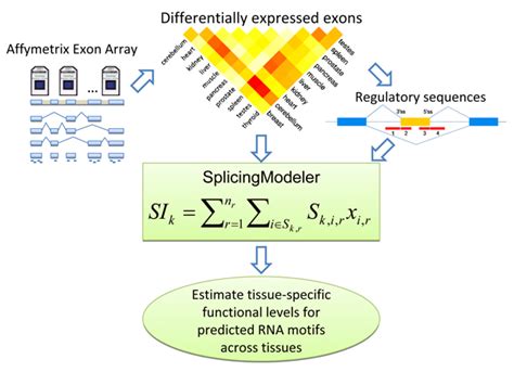 Work Flow For Genome Wide Cis Acting Rna Elements Prediction Based On