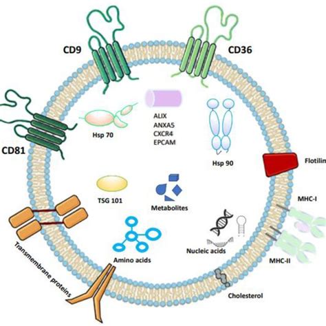 Extracellular Vesicles Size In Comparison To Viruses Bacteria And Download Scientific