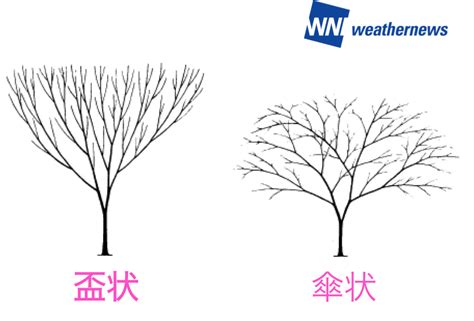 花が咲く前に桜の樹を見分けてみよう ウェザーニュース