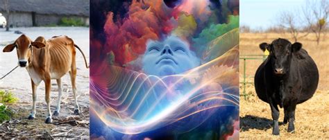 Raja Mesir Yang Peka Pada Tuhan Cahaya Pengharapan Ministries