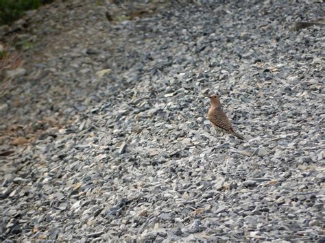 Ebird Checklist Jun Unity Pond Species
