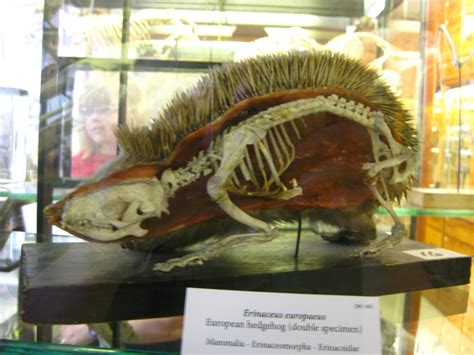 Our Visit To The Alfred Denny Museum
