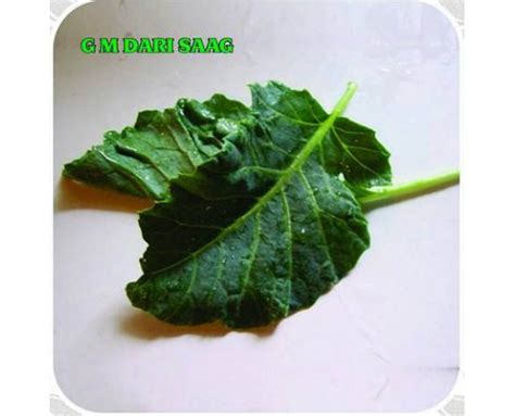 Kashmiri Gm Dari Saag Seeds Cultivate Authentic Kashmiri Greens At Home