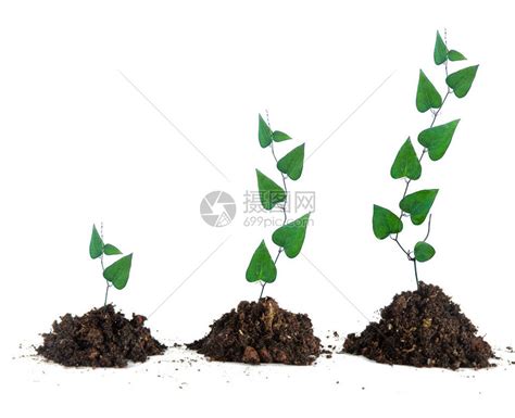 土壤中生长的三株植物高清图片下载 正版图片504295396 摄图网