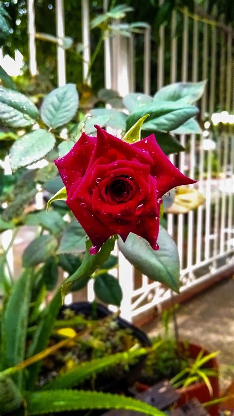 장미 시트 가시 Pixabay의 무료 사진 Pixabay