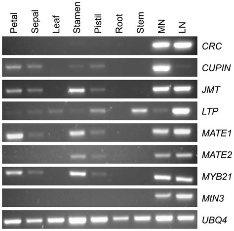 Rt Pcr Of Putative B Rapa Orthologs To Arabidopsis Nectary Enriched