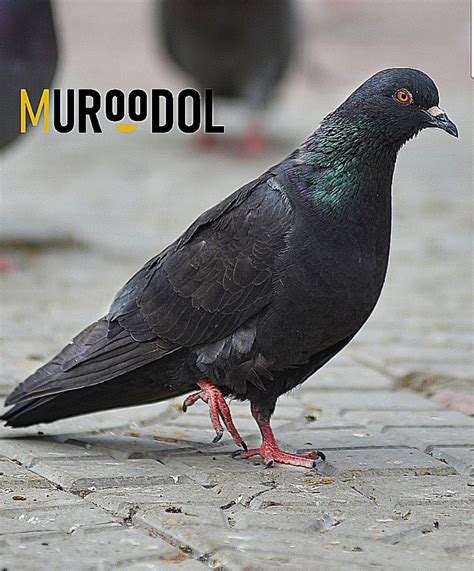 Эрүүл мэндийн нэгдсэн групп Тагтаа яагаад энхтайвны билэгдэл болдог вэ