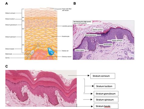 Epidermis Structure Cell And Layers Of A Human Skin 17600 Layers Of