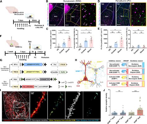 Activated Somatostatin Interneurons Orchestrate Memory Microcircuits